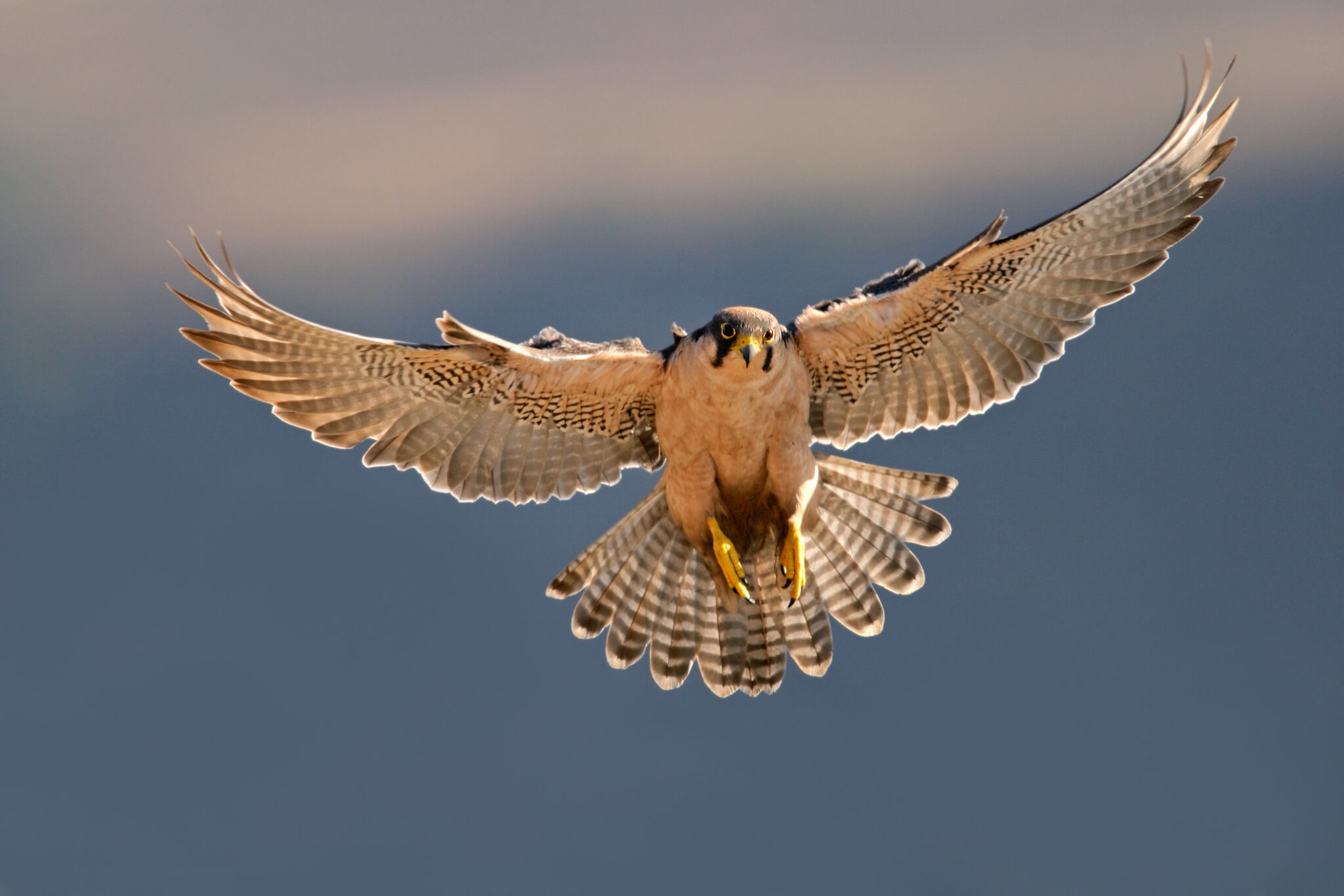 Why Falconry Might Be the Coolest Sport You Haven't Tried